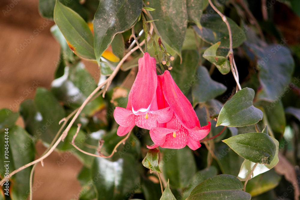 Copihue rojo en plena floración, epoca de verano. Flor típica de Chile ...