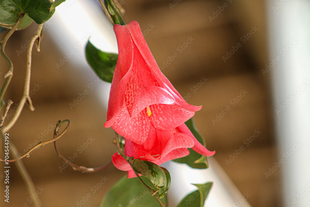 Copihue rojo en plena floración, epoca de verano. Flor típica de Chile ...