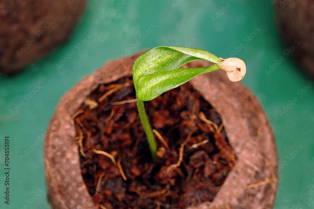Close-up of a small, freshly germinated chili plant with the seed coat ...