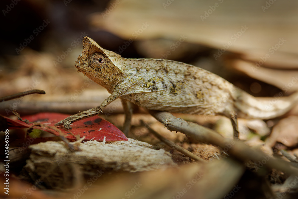 Brown leaf chameleon - Brookesia (Chamaeleo) superciliaris or Stump ...