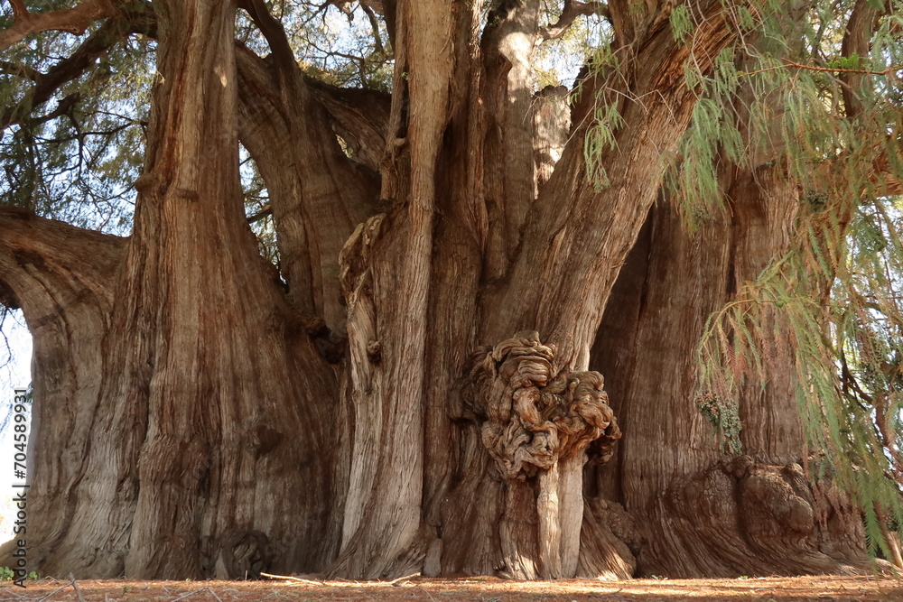 The gigantic trunk of the majestic Tree of Tule, El Arbol del Tule ...