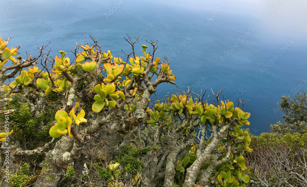 A butter bush. Tylecodon paniculatus (syn Cotyledon paniculata, AKA ...