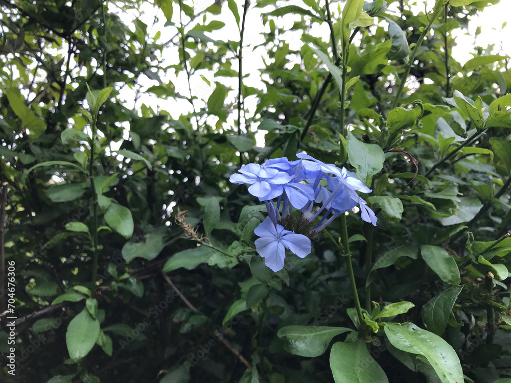 Plumbago Capensis. Cape leadwort, Cape leadwort in the garden, White ...
