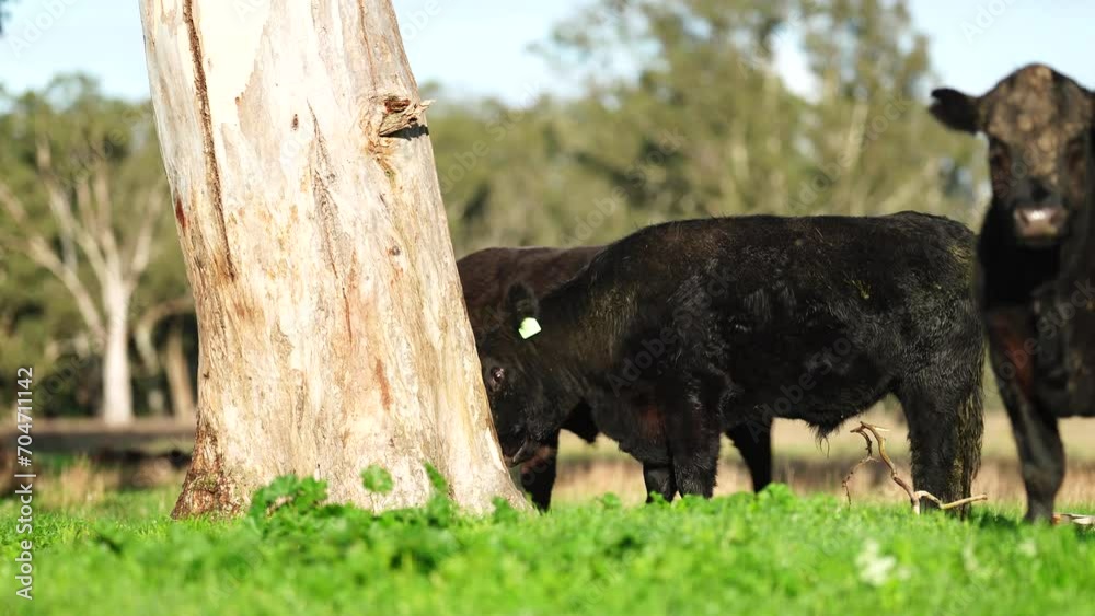 beautiful cattle in Australia eating grass, grazing on pasture. Herd of ...