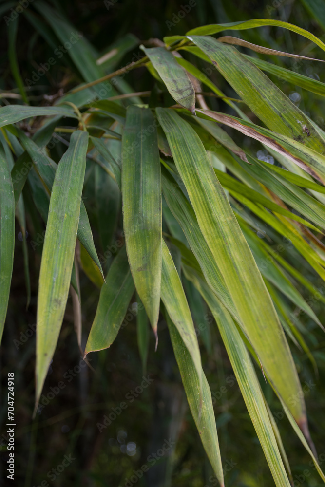 Bamboo Leaves. Bambusa tulda, or Indian timber bamboo, is considered to ...