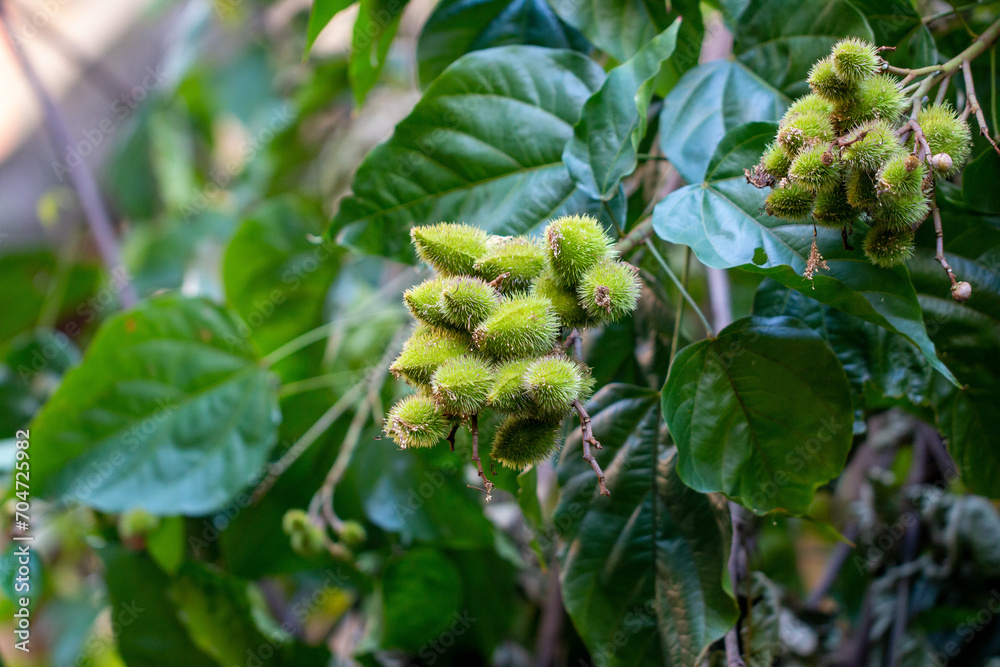 Urucuzeiro é uma árvore cujo fruto é o urucum, de onde se extrai o ...