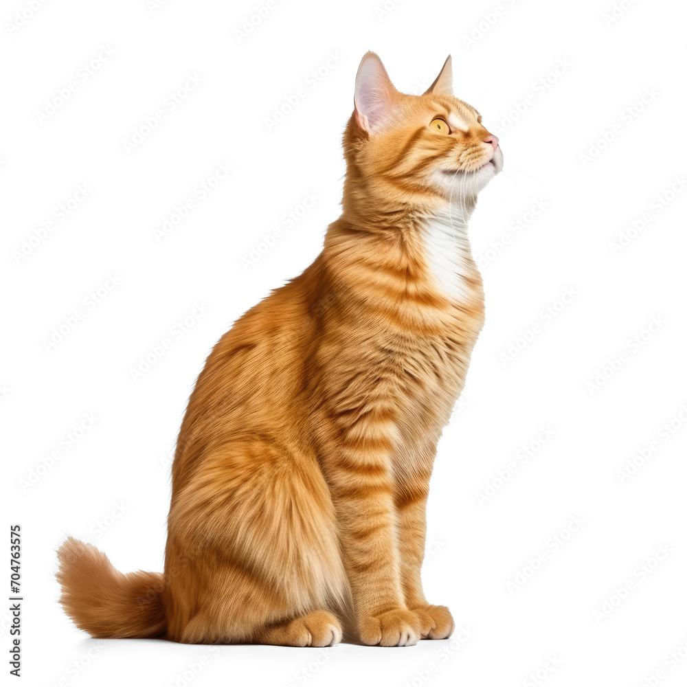 Full body, side-view, portrait ginger orange cat peeps out to the right ...