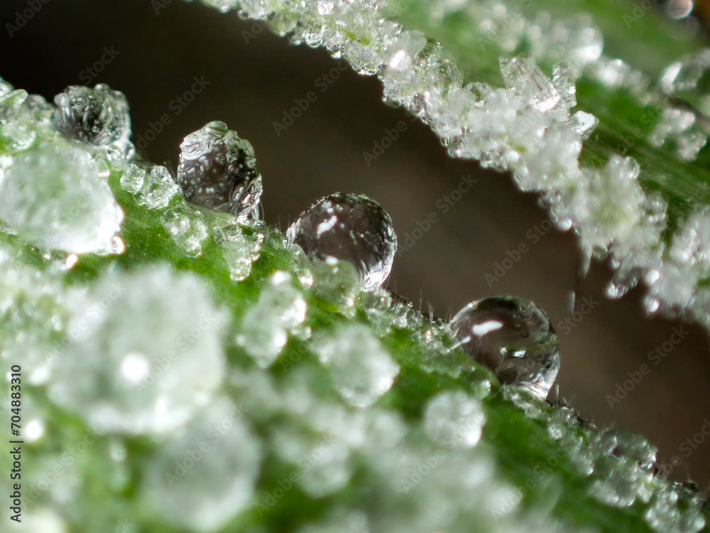 Gotas de agua congeladas. Planta verde con agua congelada. Escarcha ...