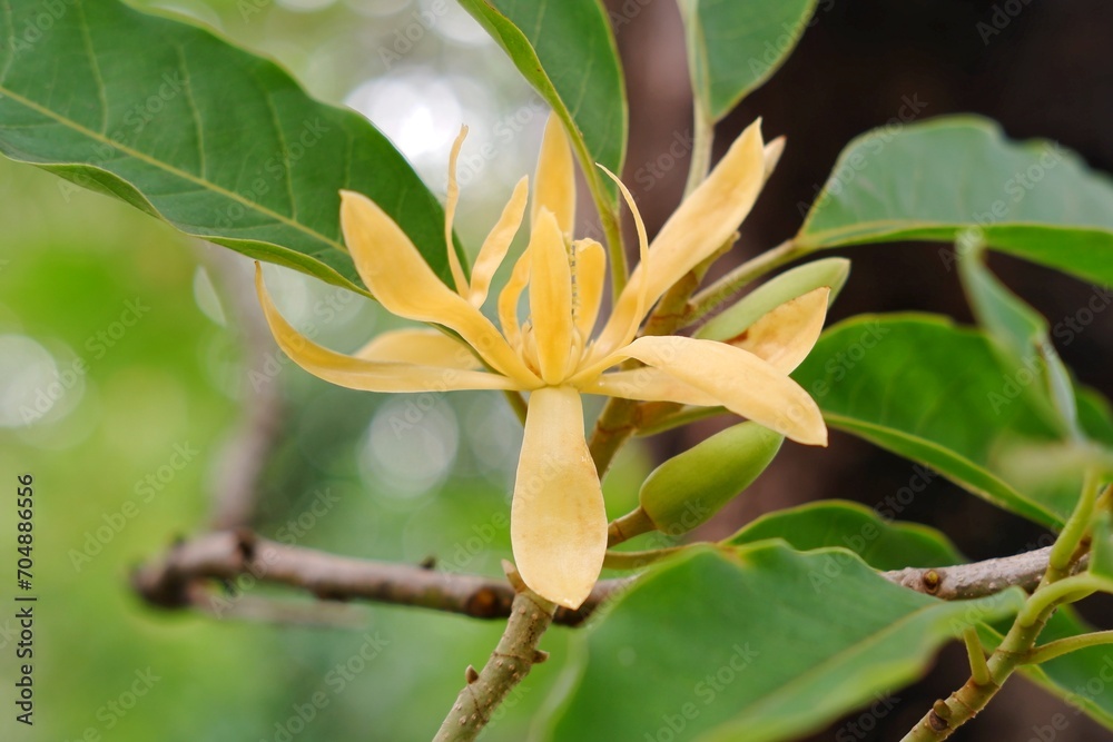 Blooming flowers of Magnolia champaca or Michelia champaca, known in ...