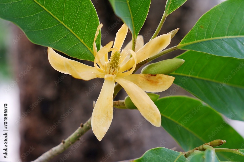 Blooming flowers of Magnolia champaca or Michelia champaca, known in ...