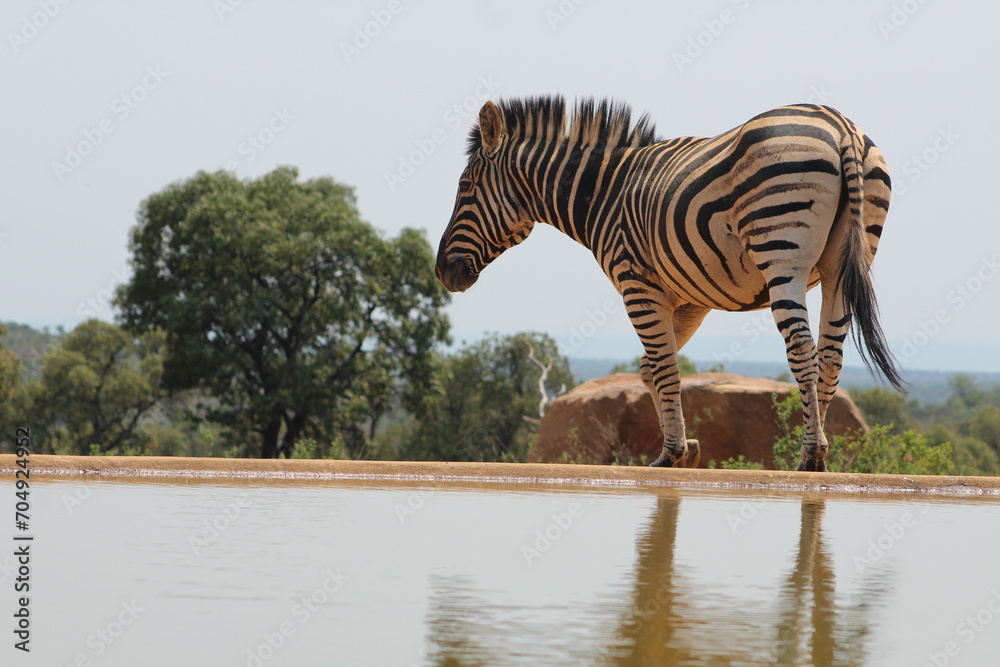 Zebra on the waterhole. Zebras are African equines with distinctive ...