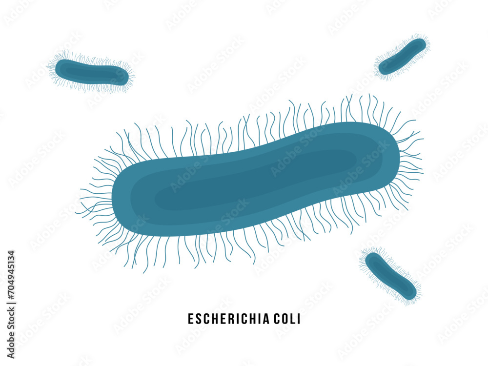 Vecteur Stock Escherichia coli bacteria, usually found in lower ...