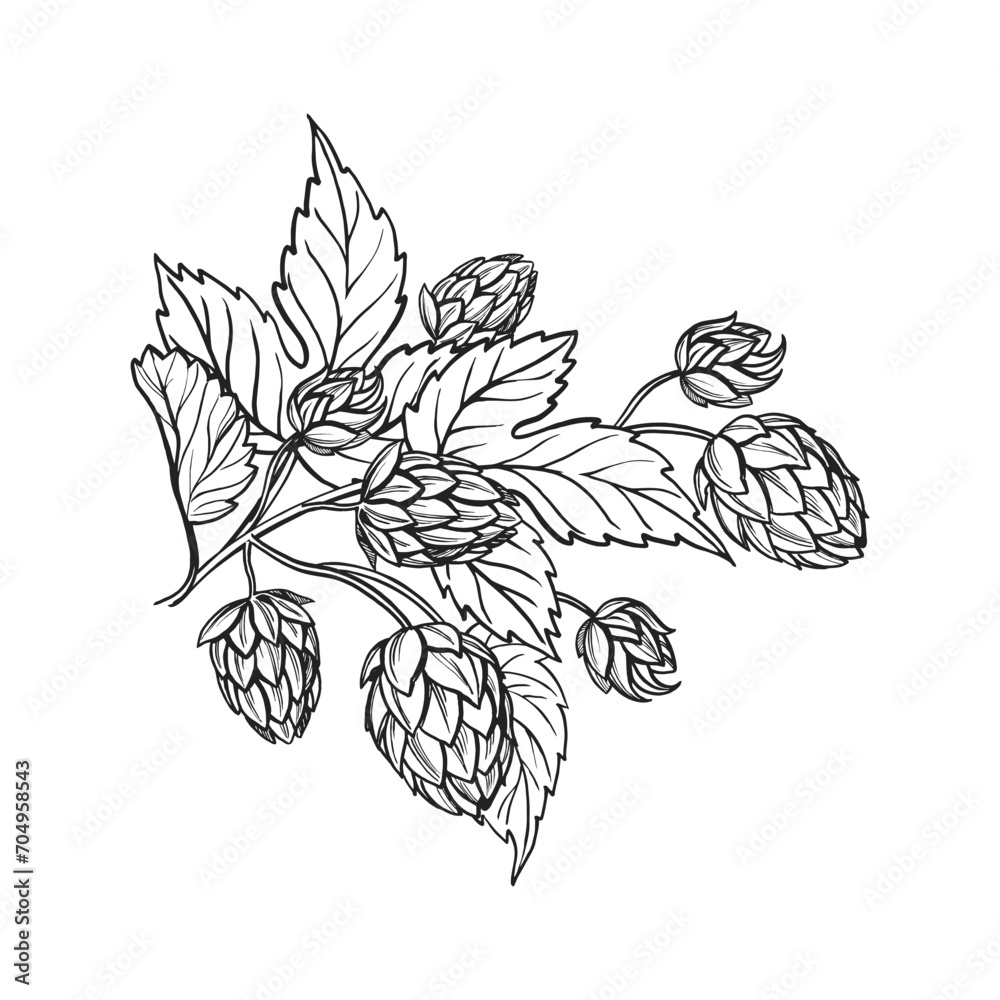 Hand drawn vector sketch of hop plant with leaves and buds, craft beer ...