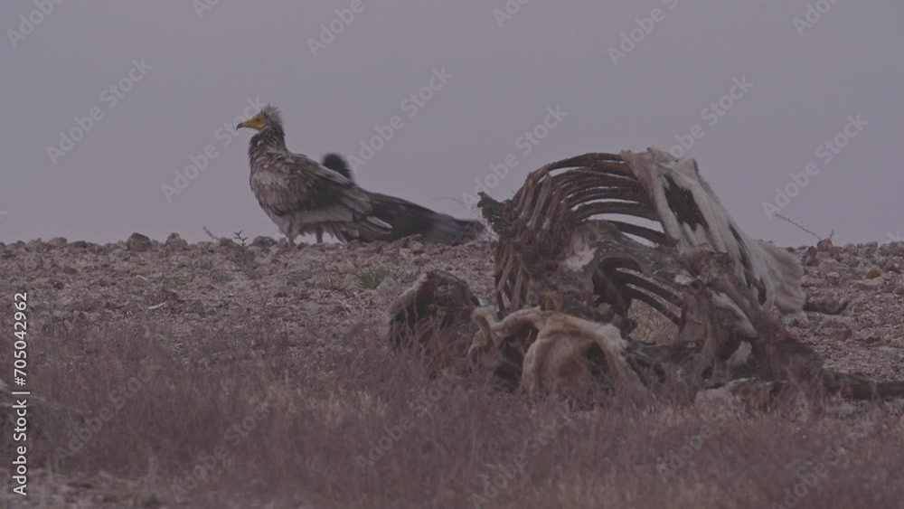 Egyptian Vulture adult and Immature eating from a carcass in the desert ...