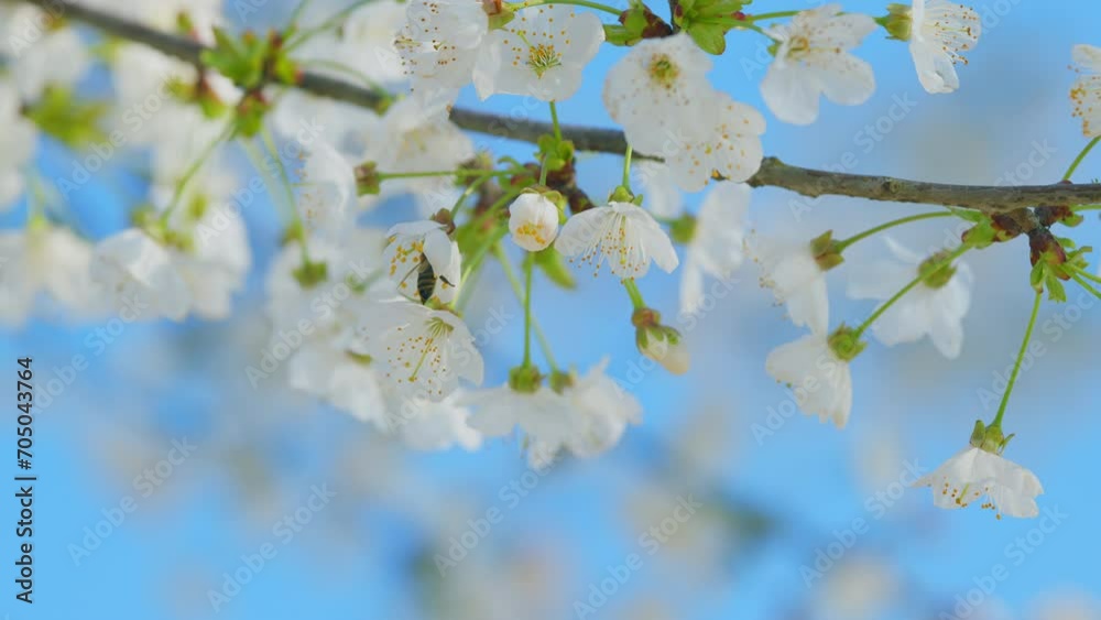Bee Collecting Pollen On White Flowers Of Cherry Of Prunus Avium ...