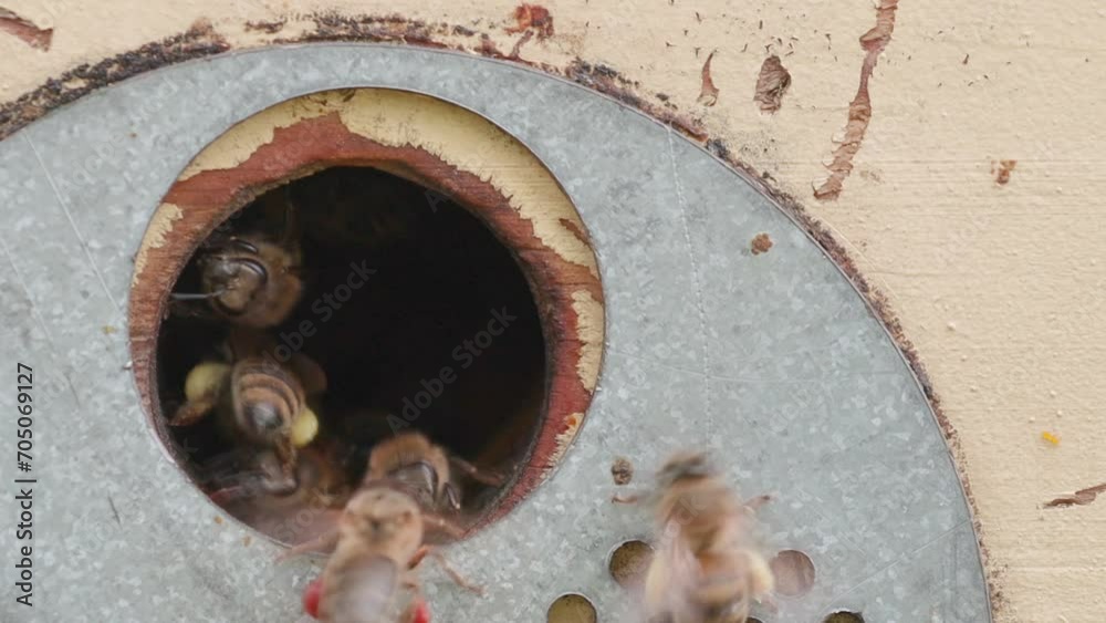 Wooden beehive and bees front view. Close up of flying bees inside and ...