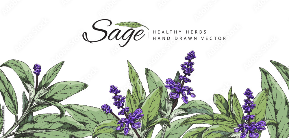 Sage branch with flowers seamless border banner. Aromatic medicinal ...