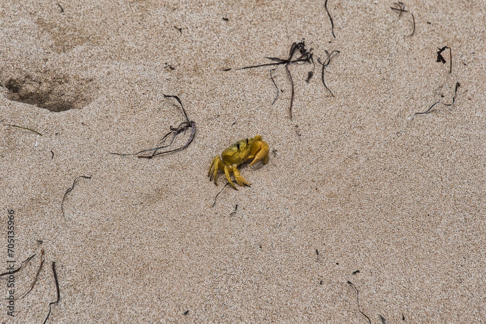Small bright yellow crab with black eyes on a sandy beach in Western ...