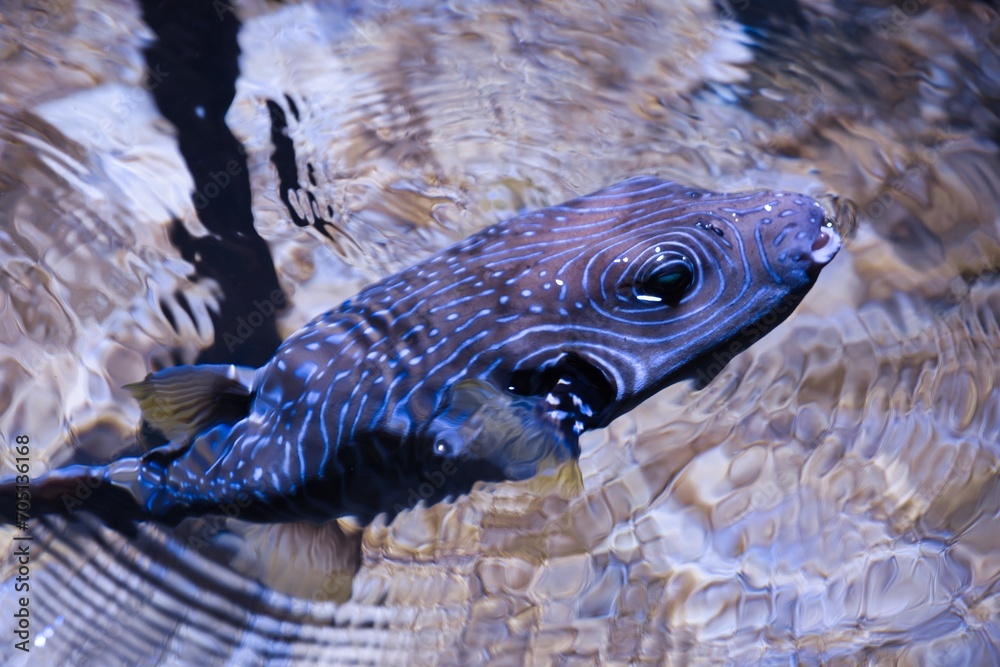 Beautiful blowfish peeking through the water's surface. Dangerous ...