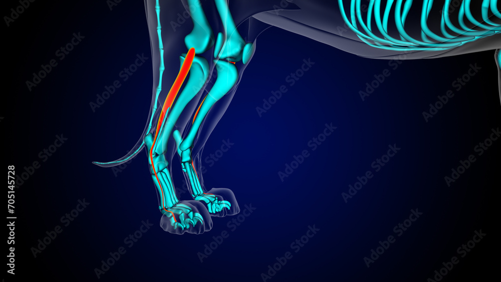Extensor digitorum lateralis leg muscle lion muscle anatomy for medical ...