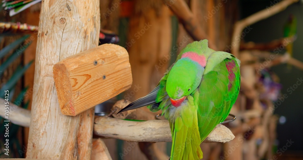 Ring-necked Parrot with striking green plumage and red beak sits on ...