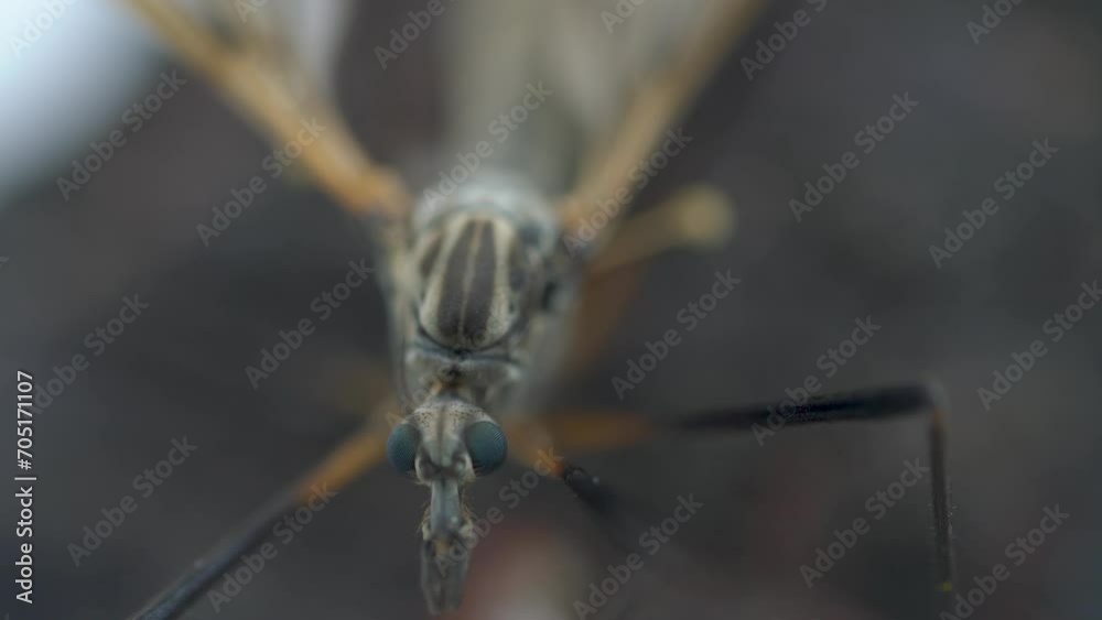 Grandfather-long-legs (Tipula) natural portrait, This monster can serve ...