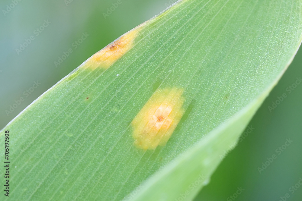 Arum rust, Puccinia sessilis, a fungal plant pathogen, also known as ...