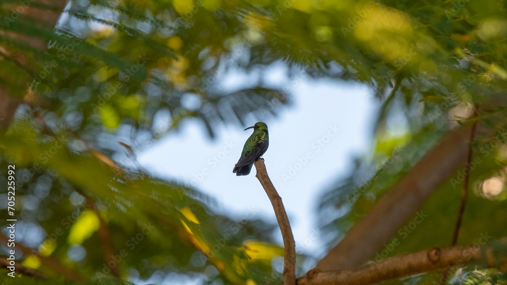 Le Colibri, oiseau endémique de La Martinique, Antilles Françaises ...