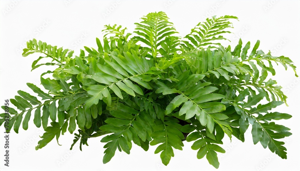 green leaves tropical foliage plant bush of wart fern or monarch fern ...