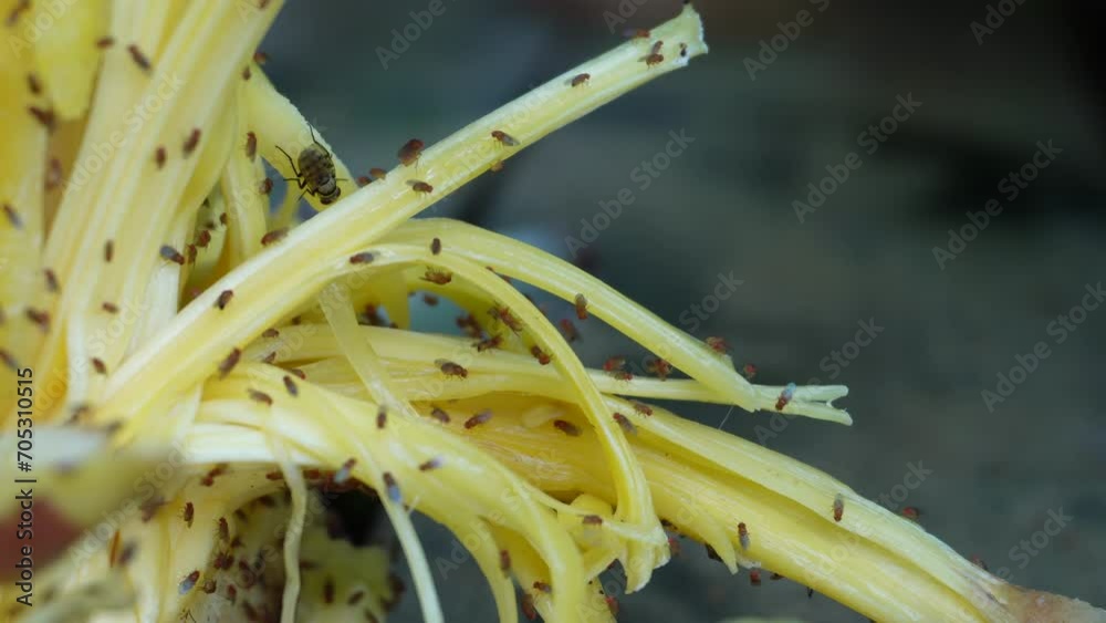 Vidéo Stock Jackfruit is infested with fruit flies. colony fruit ...