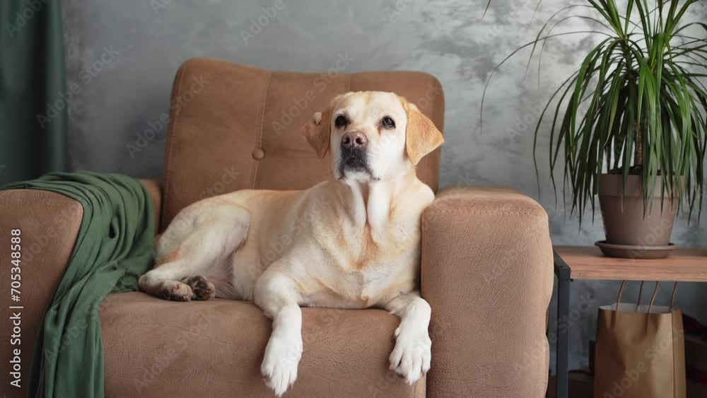 A calm Labrador Retriever dog lounges on a brown armchair, his ...