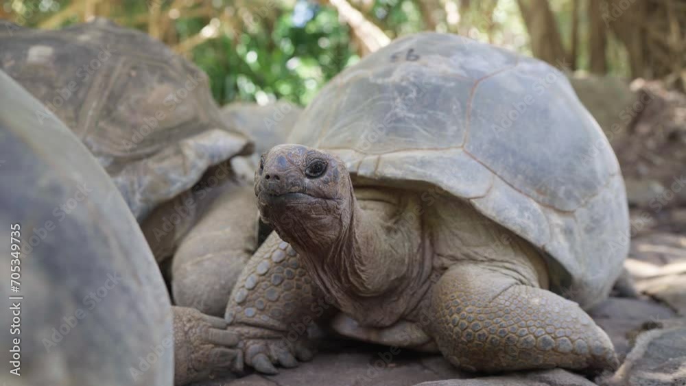 Aldabra giant tortoises endemic species - one of the largest tortoises ...