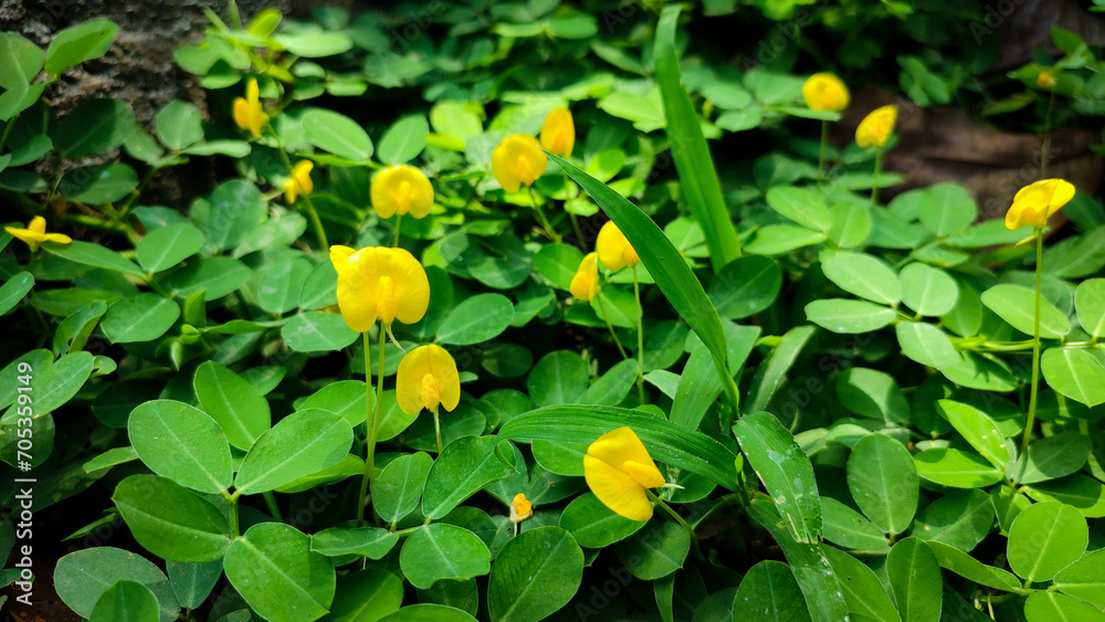 The Arachis duranensis plant grows to cover the ground and has leaves ...