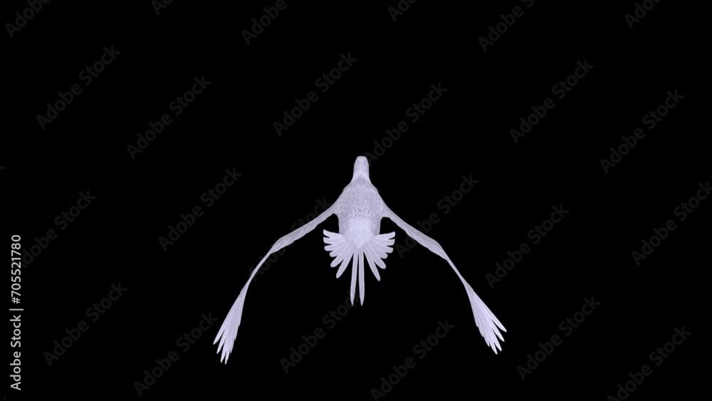 White Phoenix Bird - Flying Loop - Back View Closeup - Realistic ...