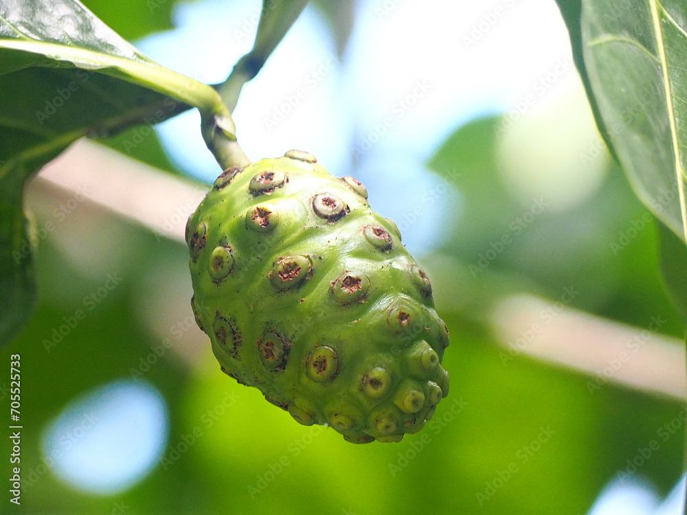 Noni fruit ( Morinda citrifolia) with natural background blur. Noni is ...
