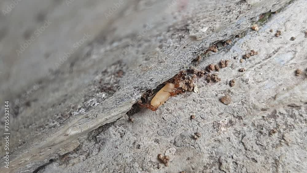 Ant carrying rice. An ant is carrying a grain of grain with great ease ...