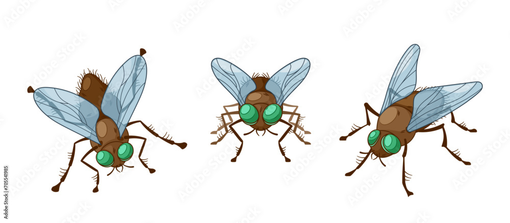 Insect Flies Front and Top View. Agile, Winged Arthropods With Six Legs ...