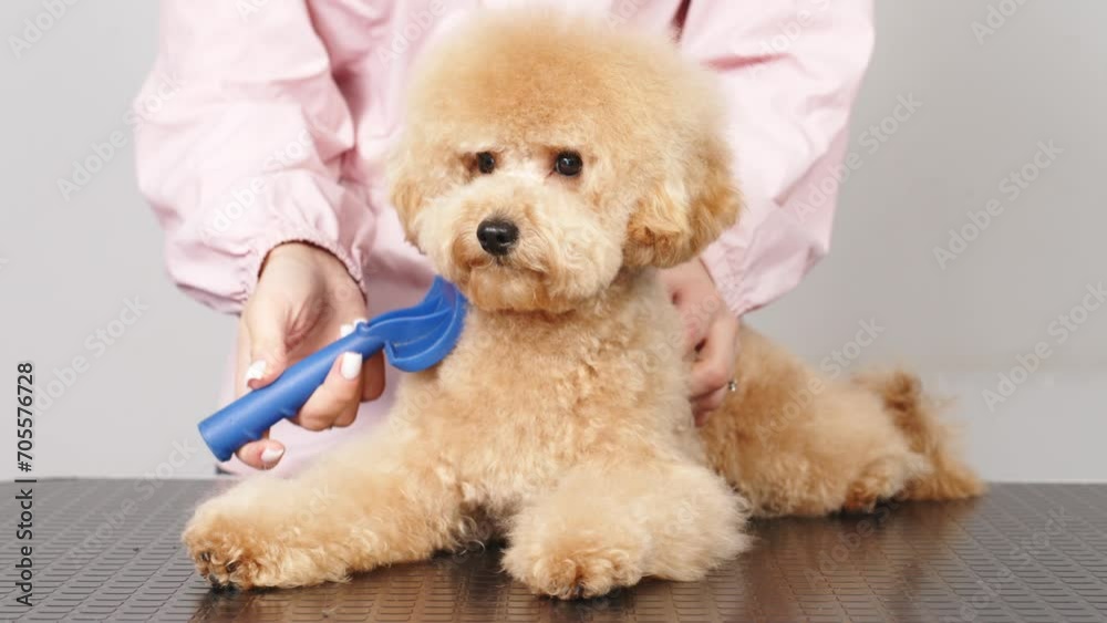 Cute female groomer combing the hair of a small cute maltipoo puppy. A ...