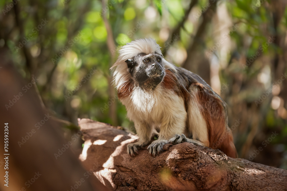 Cotton-top tamarin, Saguinus oedipus, Critically Endangered new world ...