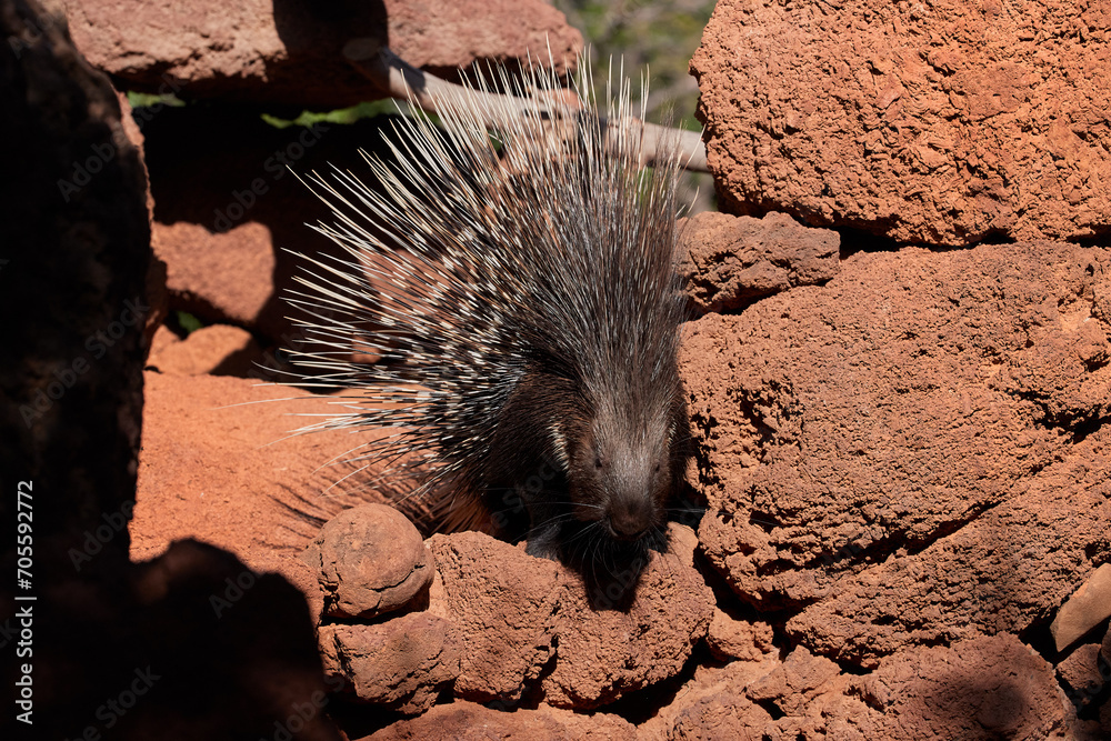 orth African wildlife theme: African Crested Porcupine, Hystrix ...