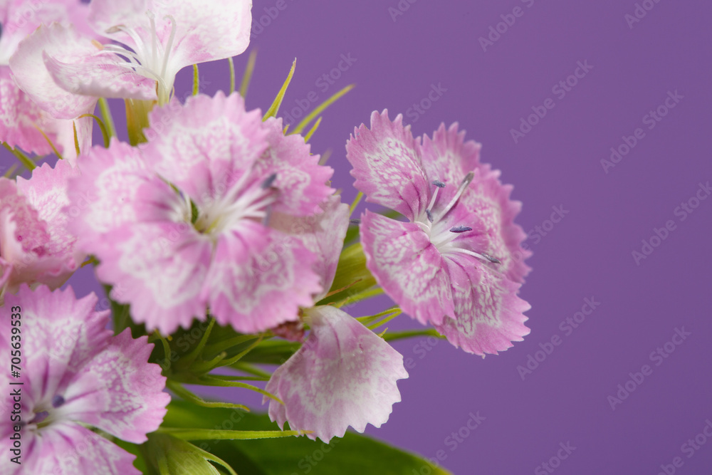 Inflorescence of wild carnation of soft pink color isolated on a purple ...