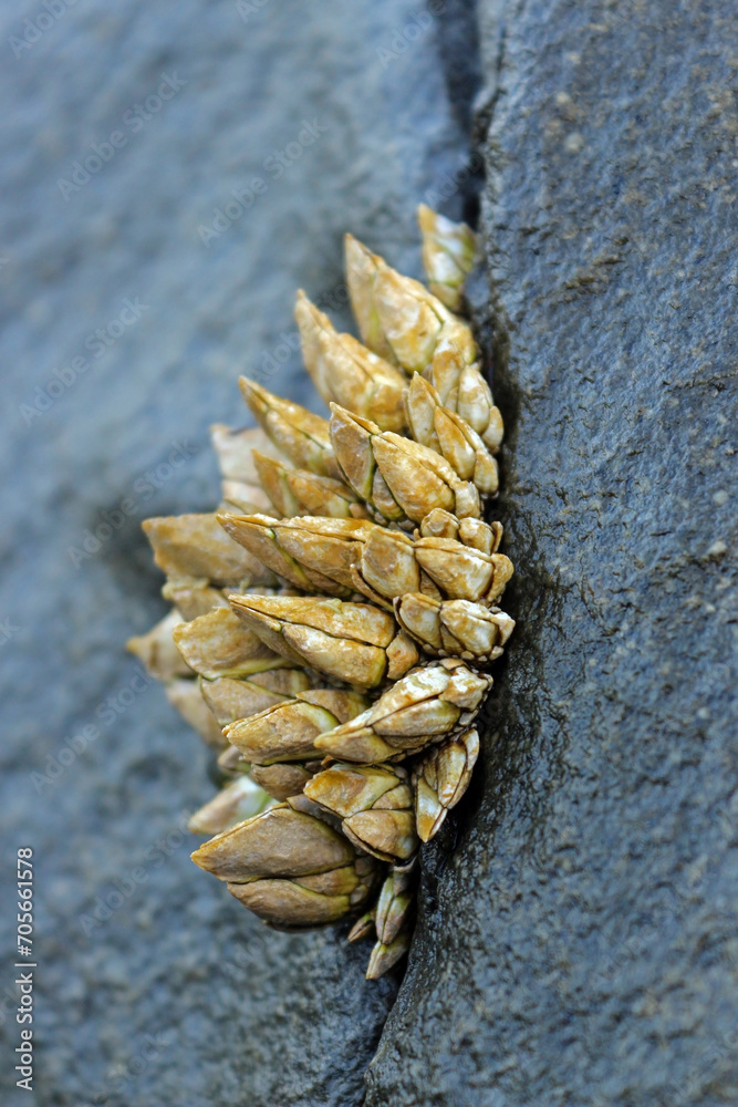 A bunch of pollicipes pollicipes on the stone cracks, also known as the ...