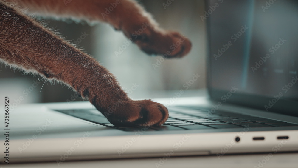 Cat paws typing on keyboard. Ruddy cat using the laptop keyboard ...