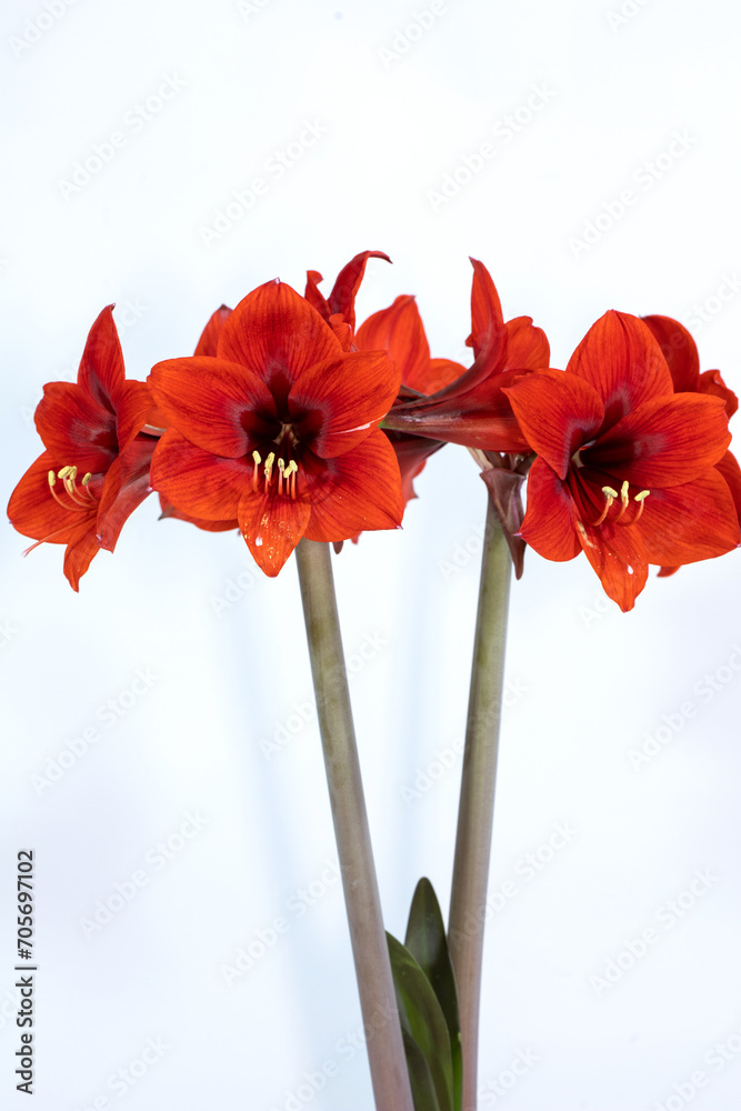 Red amaryllis flowers. Hippeastrum. Flower of Holland. Amaryllis ...