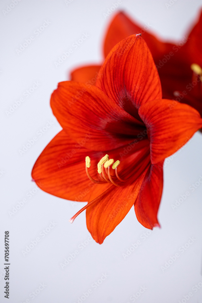 Red amaryllis flowers. Hippeastrum. Flower of Holland. Amaryllis ...