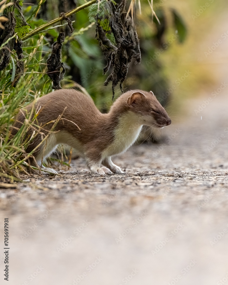 Vertical closeup shot of a cute brown weasel near vegetation Stock ...