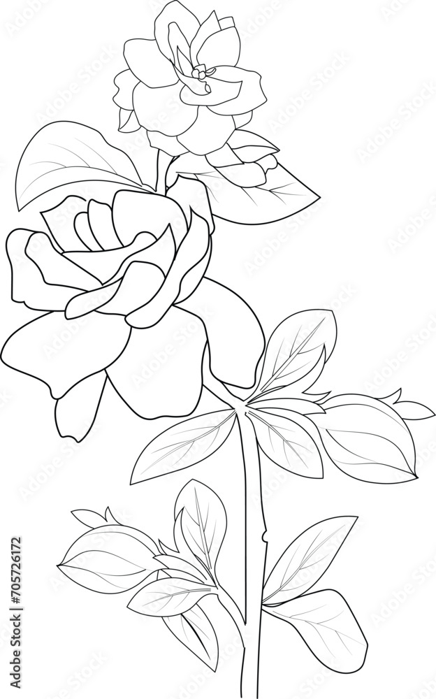 Botanical gardenia drawing, scientific gardenia botanical illustration ...