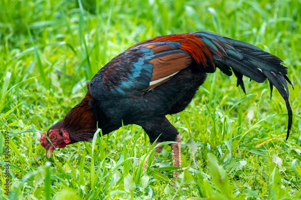 Asil or Aseel is an Indian breed or group of breeds of game chicken. It ...
