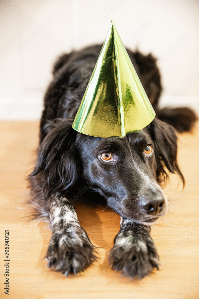 Funny portrait of cute dog Brittany spaniel wearing birthday green ...