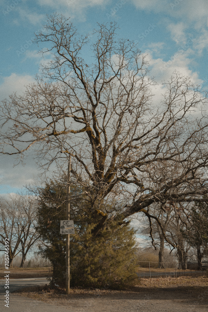 Discover the beauty of a crooked oak tree, no leaves, with a sign ...